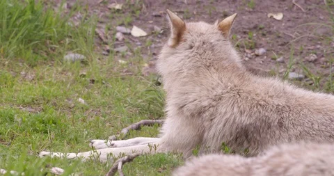 White Wolf lays on ground and looks arou... | Stock Video | Pond5