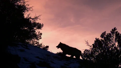 White Timber Wolf Stock Videos – Royalty-Free HD & 4K Videos | Pond5