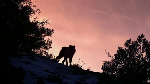 White Timber Wolf Stock Videos – Royalty-Free HD & 4K Videos | Pond5