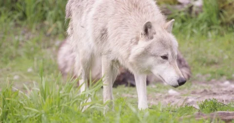 White Background Wolf Stock Video Footage | Royalty Free White ...