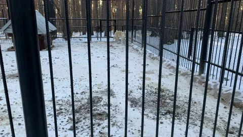 A white wolf walks in a fenced enclosure... | Stock Video | Pond5