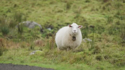 A white wooly sheep grazing in the lush ... | Stock Video | Pond5