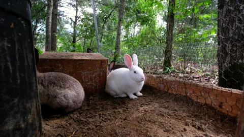 Make A Bunny Stock Videos – Royalty-Free HD & 4K Videos
