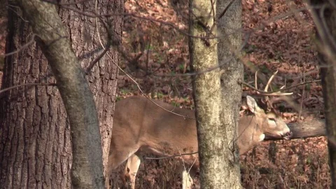 Battle Scars Stock Footage ~ Royalty Free Stock Videos | Pond5