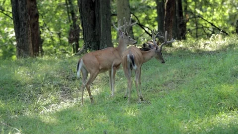 Whitetail Buck scratching head with leg ... | Stock Video | Pond5