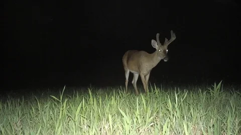 Whitetail Deer Buck Night | Stock Video | Pond5