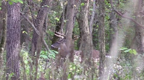 whitetail deer buck standing broadside i... | Stock Video | Pond5