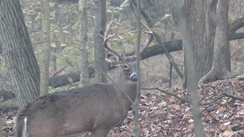 Whitetail deer buck standing broadside l... | Stock Video | Pond5