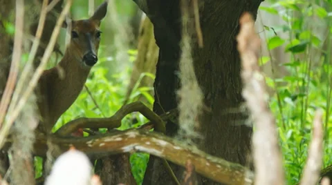 Whitetail Stock Video Footage | Royalty Free Whitetail Videos | Pond5