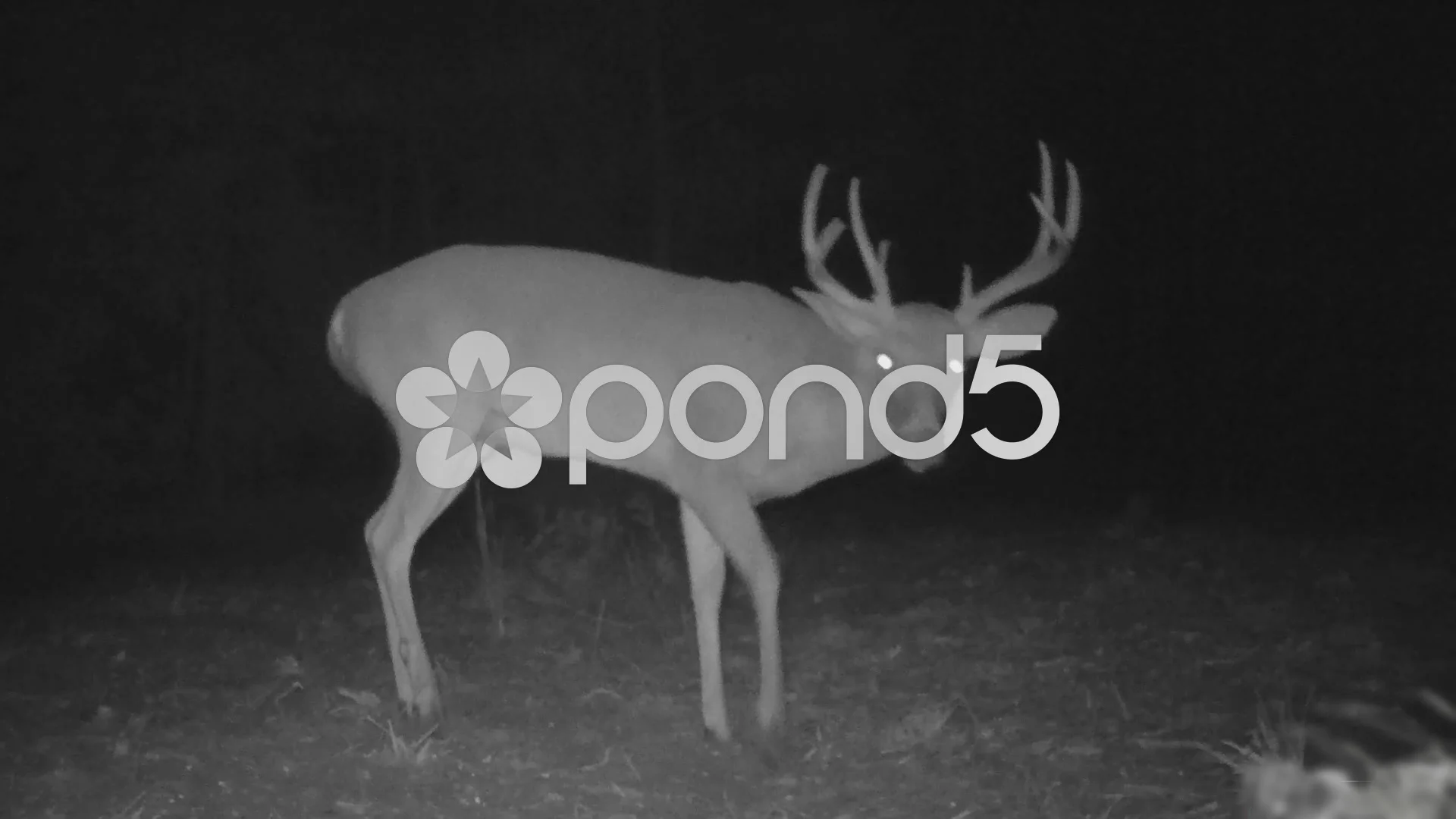 Whitetail Deer At Night