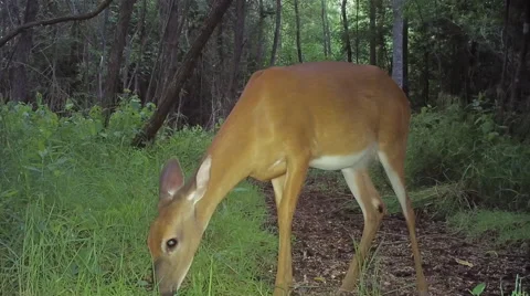 Whitetail Deer Night | Stock Video | Pond5
