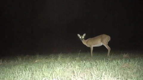 Whitetail Deer Night | Stock Video | Pond5