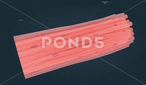 A whole skeletal muscle is considered an organ of the muscular system ...