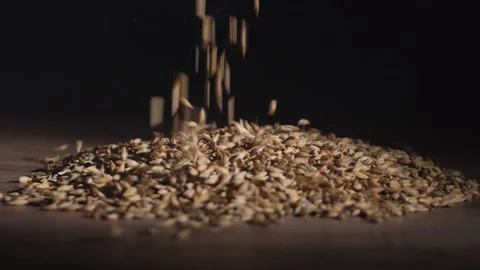 Wholegrain barley falling down on table ... | Stock Video | Pond5