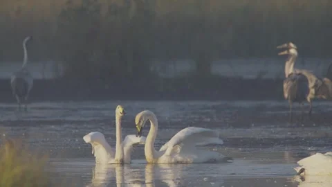 Whooper swan bird mating call and dance ... | Stock Video | Pond5