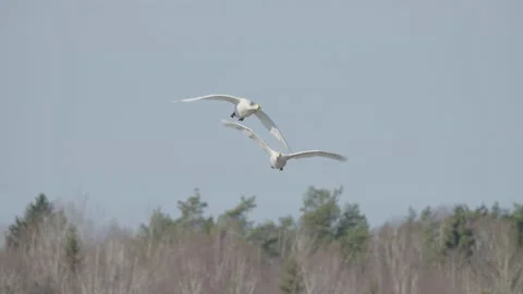 Birds In Flight Stock Videos – Royalty-Free HD & 4K Videos