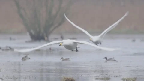 Birds Take Off Stock Footage ~ Royalty Free Stock Videos | Pond5