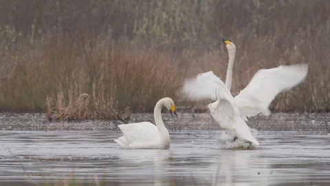 Singing Swan Cygnus Stock Video Footage | Royalty Free Singing Swan ...