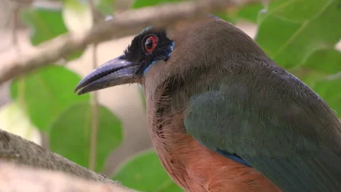 Whooping motmot standing on tree branch ... | Stock Video | Pond5