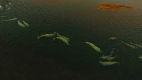 Wide of adult and young beluga whales in... | Stock Video | Pond5