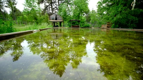 Back Of Frog Stock Videos – Royalty-Free HD & 4K Videos | Page 3