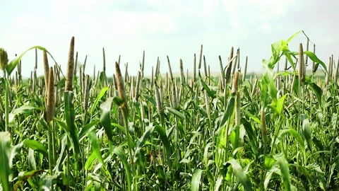 wide angle view of pearl millet farm, In... | Stock Video | Pond5