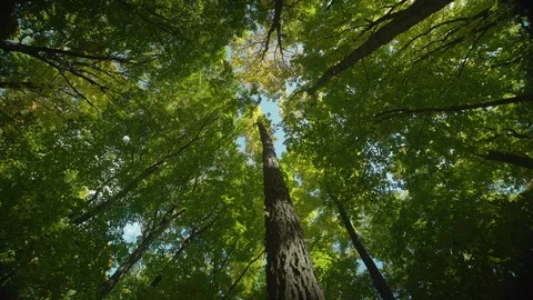 Wide-angle view of a tree flexing and be... | Stock Video | Pond5