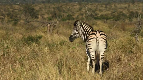 Animal Backside Stock Footage ~ Royalty Free Stock Videos | Pond5