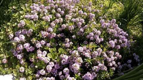 wide shot of bees flying on thyme plants... | Stock Video | Pond5