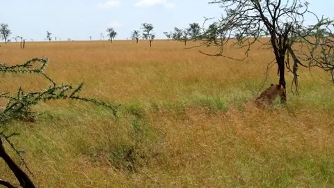 Wide shot of Lion approaching Lioness in... | Stock Video | Pond5