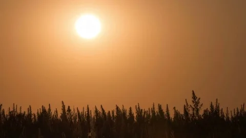 Marijuana Field Stock Videos – Royalty-Free HD & 4K Videos | Pond5