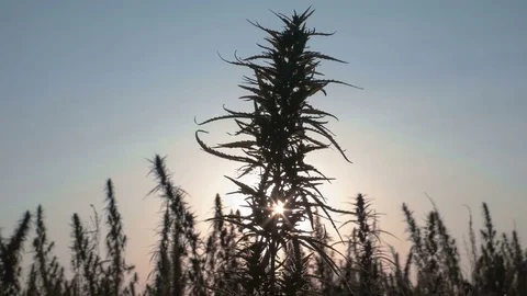 Wide shot of marijuana field in the amaz... | Stock Video | Pond5
