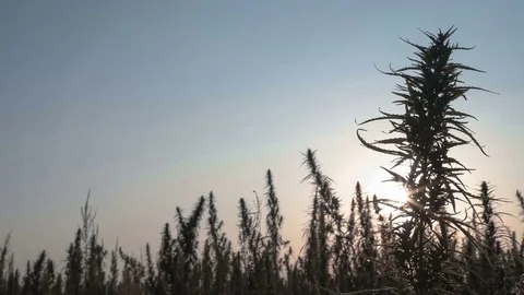 Wide shot of marijuana field in the amaz... | Stock Video | Pond5