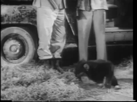 Clapping Monkey Stock Video Footage | Royalty Free Clapping Monkey ...