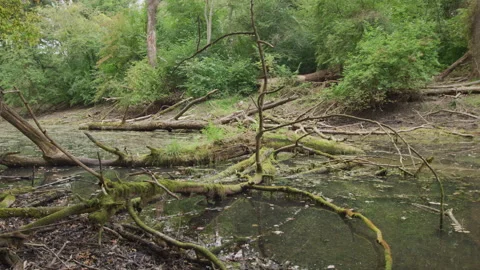 Wide shot of swamp with fallen trees. (4... | Stock Video | Pond5