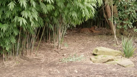 Wide Shot of Tiger Hidden By Shady Bambo... | Stock Video | Pond5