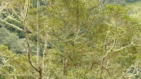 Avocado Tree Stock Footage ~ Royalty Free Stock Videos | Pond5