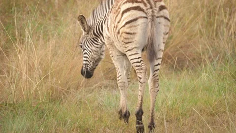 Wild African baby zebra walking and graz... | Stock Video | Pond5