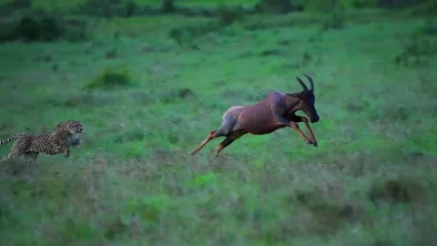 Cheetah Hunting Videos Stock Video Footage | Royalty Free Cheetah ...