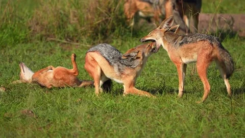 African Jackal Stock Video Footage | Royalty Free African Jackal Videos | Pond5