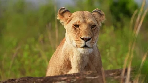 wild african lioness face closeup video.... | Stock Video | Pond5