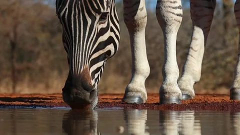 wild African zebra closeup drinking wate... | Stock Video | Pond5