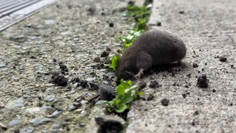 Mole Stock Video Footage | Royalty Free Mole Videos | Pond5