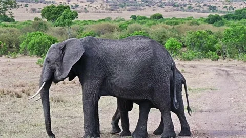 Baby World Animals Stock Videos – Royalty-Free HD & 4K Videos