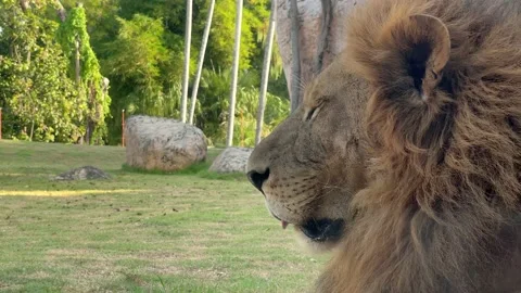 Wild animals. Close up side view of a li... | Stock Video | Pond5