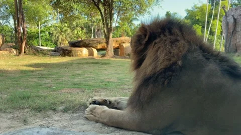 Wild animals. Close up side view of a li... | Stock Video | Pond5