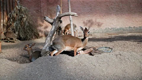 wild animals, a cute little antelope sta... | Stock Video | Pond5