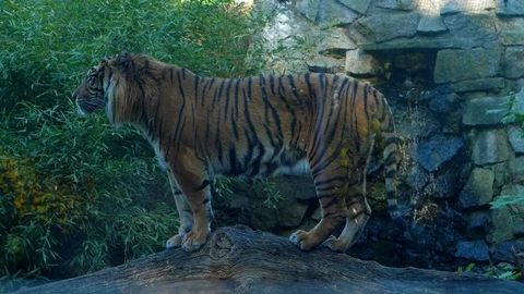 wild animals, tiger stands on log agains... | Stock Video | Pond5
