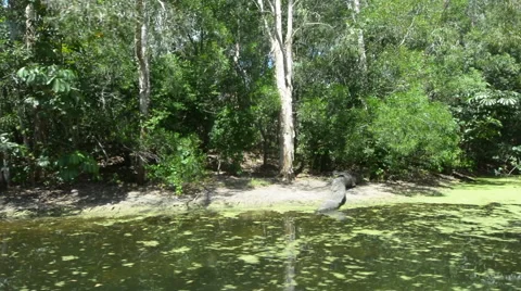 Wild Australian landscape of gum trees | Stock Video | Pond5