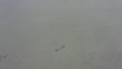 Beluga Whale Stock Footage ~ Royalty Free Stock Videos | Pond5